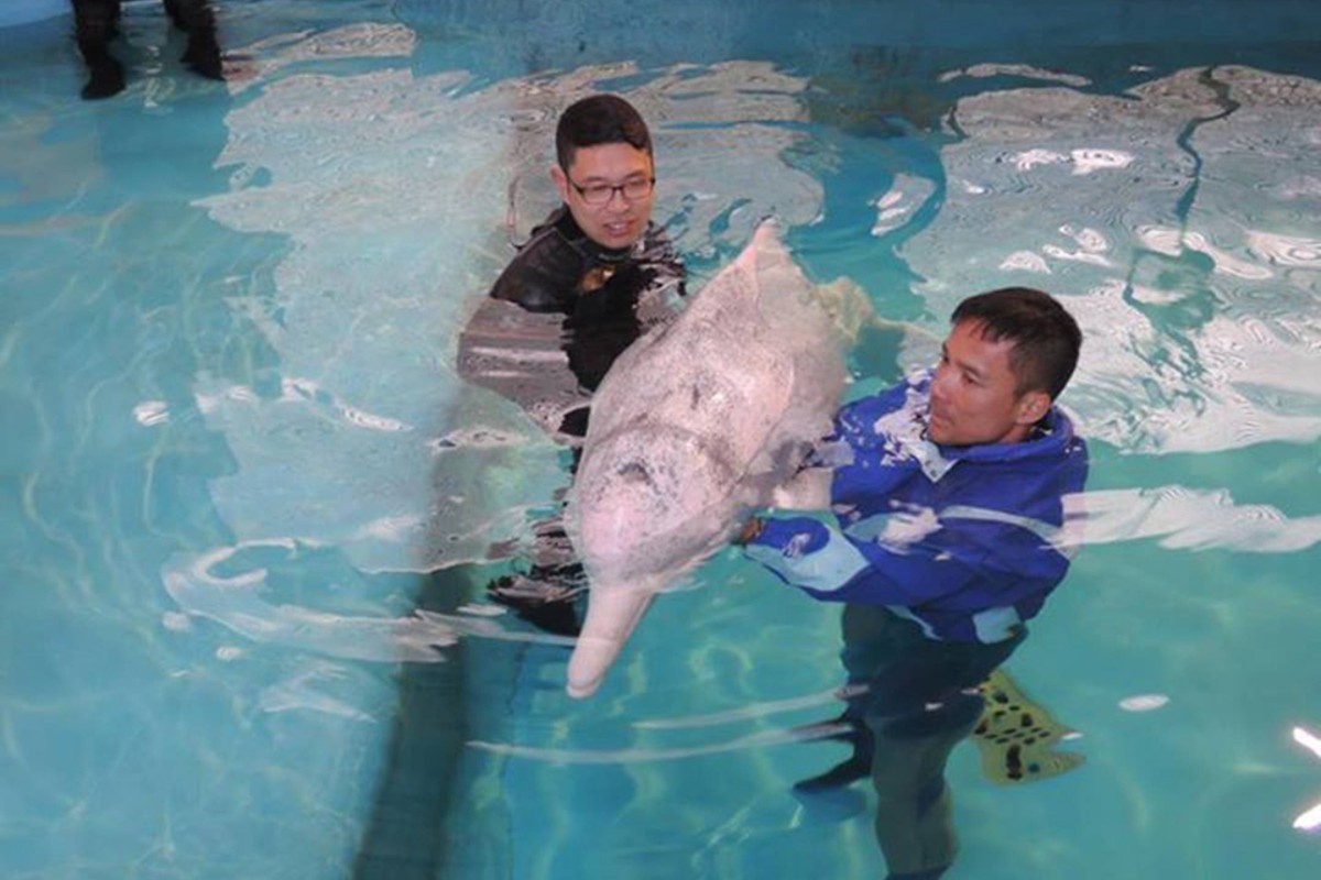 Injured and ailing Chinese white dolphin put down at Ocean Park | South ...