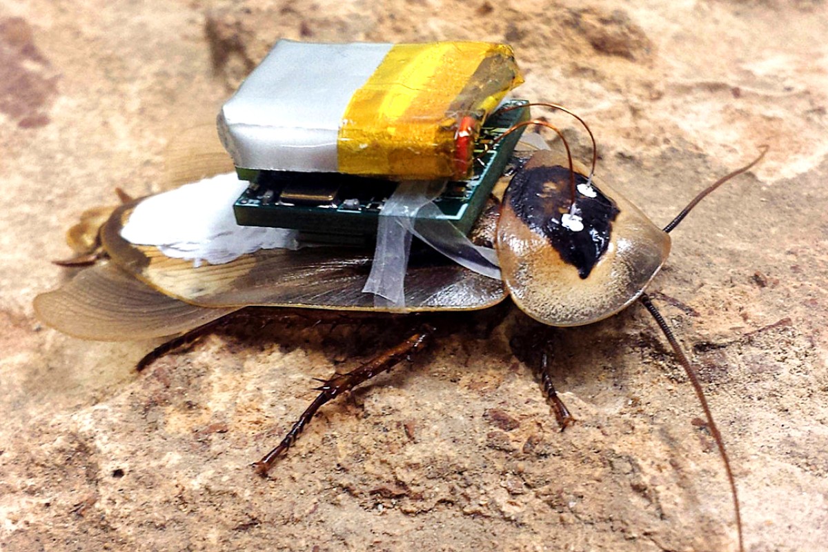 Robo-roach controlled by people scuttles into reality | South China ...