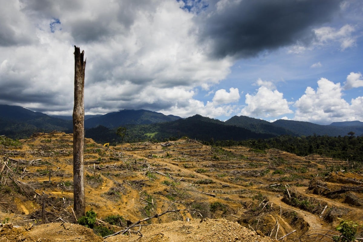 Deforestation could significantly cut rainfall in India | South China ...