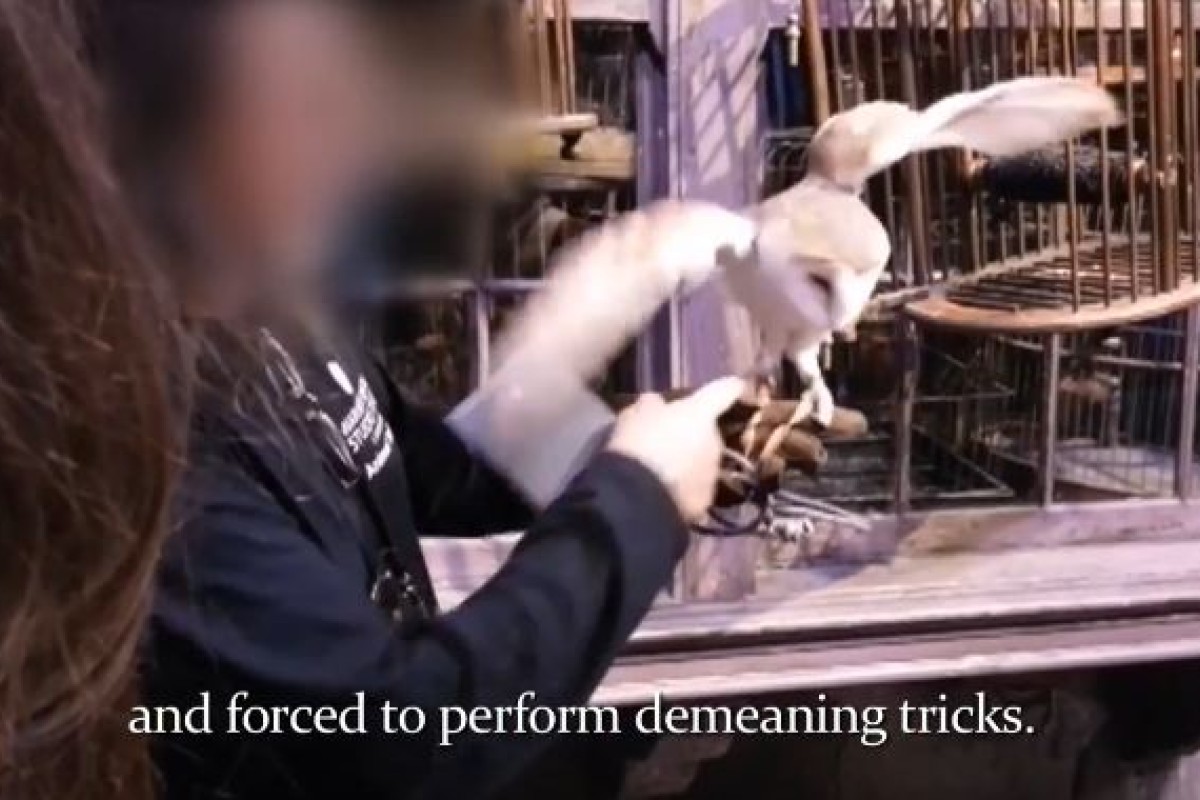 Cruelty complaint over treatment of owls on Harry Potter studio tour ...
