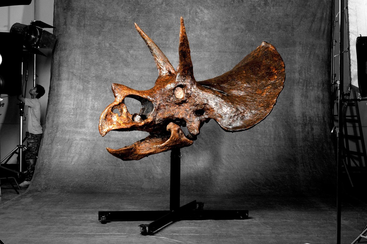 Yours for US$1.8m or more: 'world's biggest dinosaur' skull on sale in ...