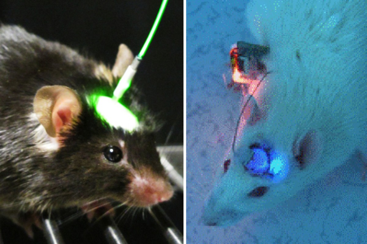 Scientists develop wearable tech for lab mice to help in brain disorder ...