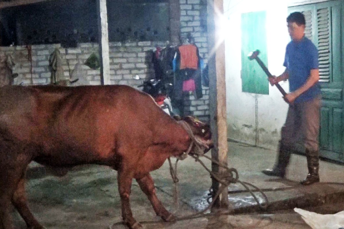 Australian officials condemn cattle exported to Vietnam being ...