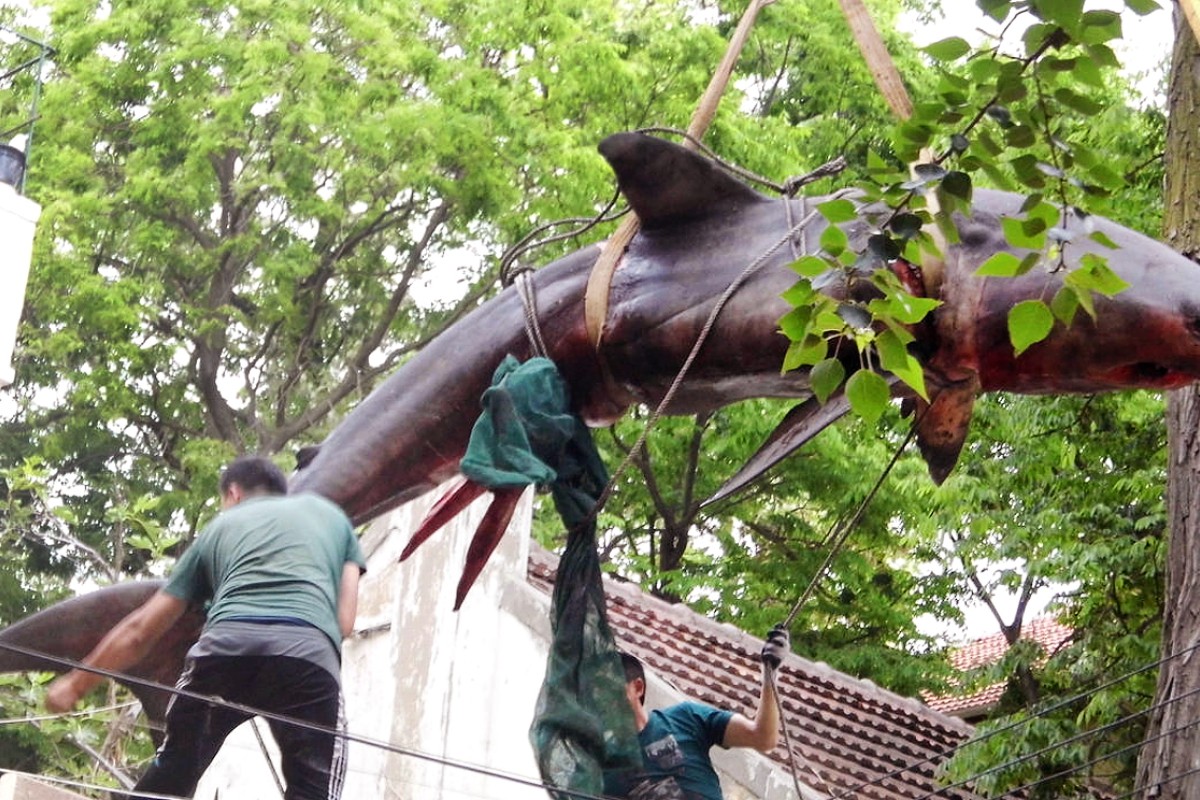 Mystery surrounds fate of six-metre shark delivered to housing estate ...