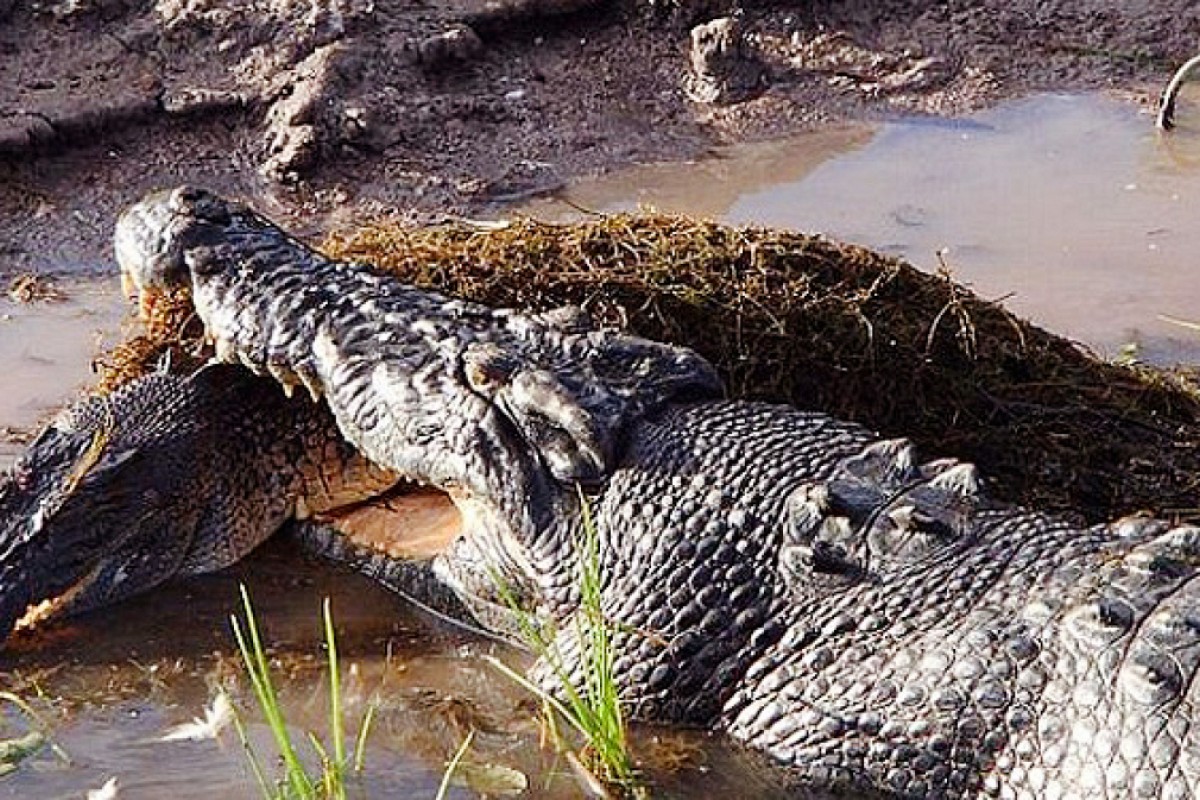 Giant crocodile makes meal of his rival in front of shocked tourists in ...