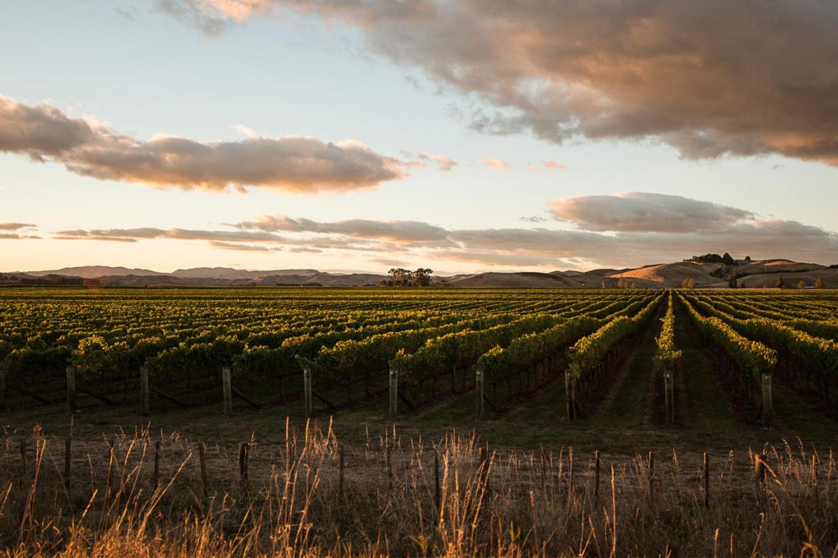 New Zealand chardonnay named a world-beater, and it's not from ...