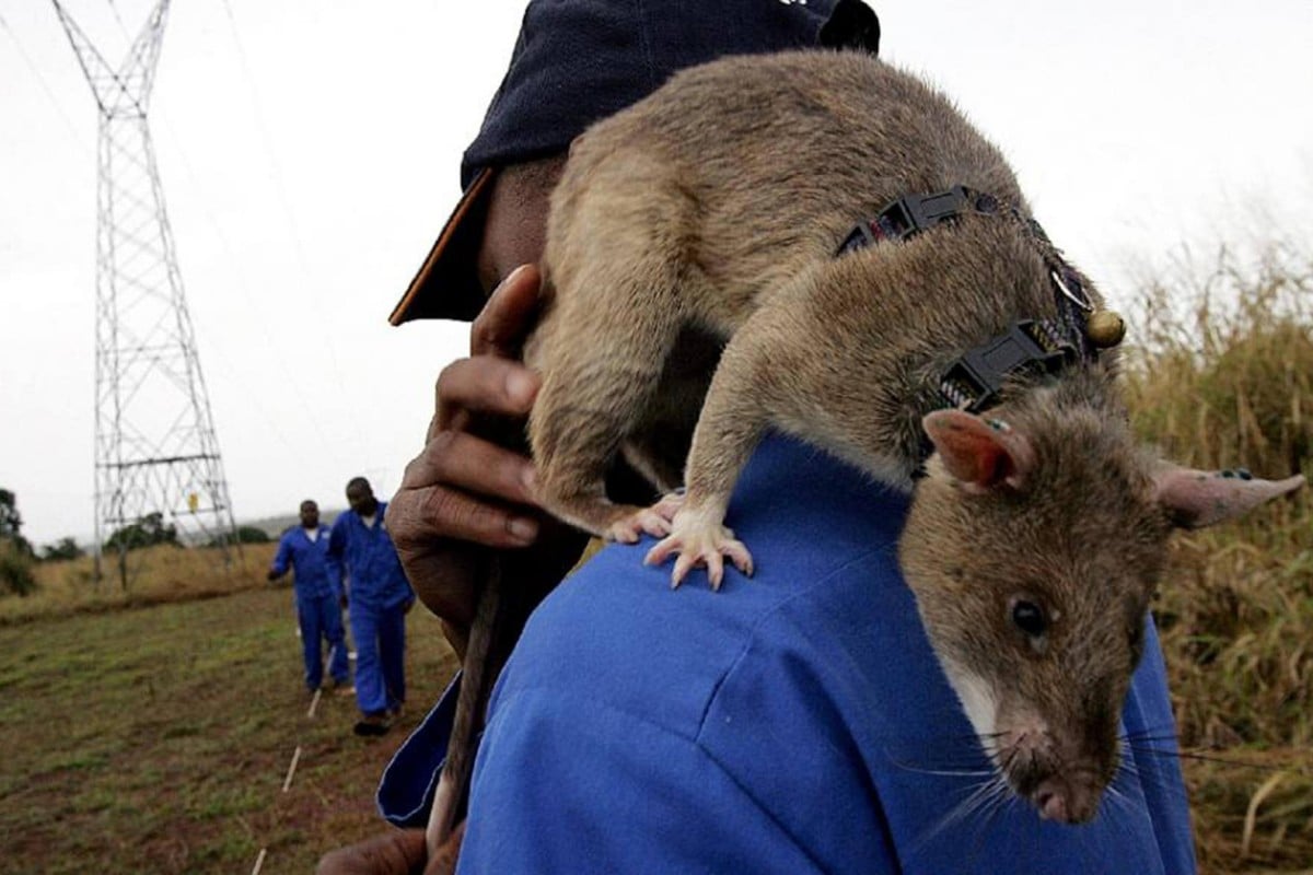Cambodia training elite squad of 15 African rats to sniff out landmines ...