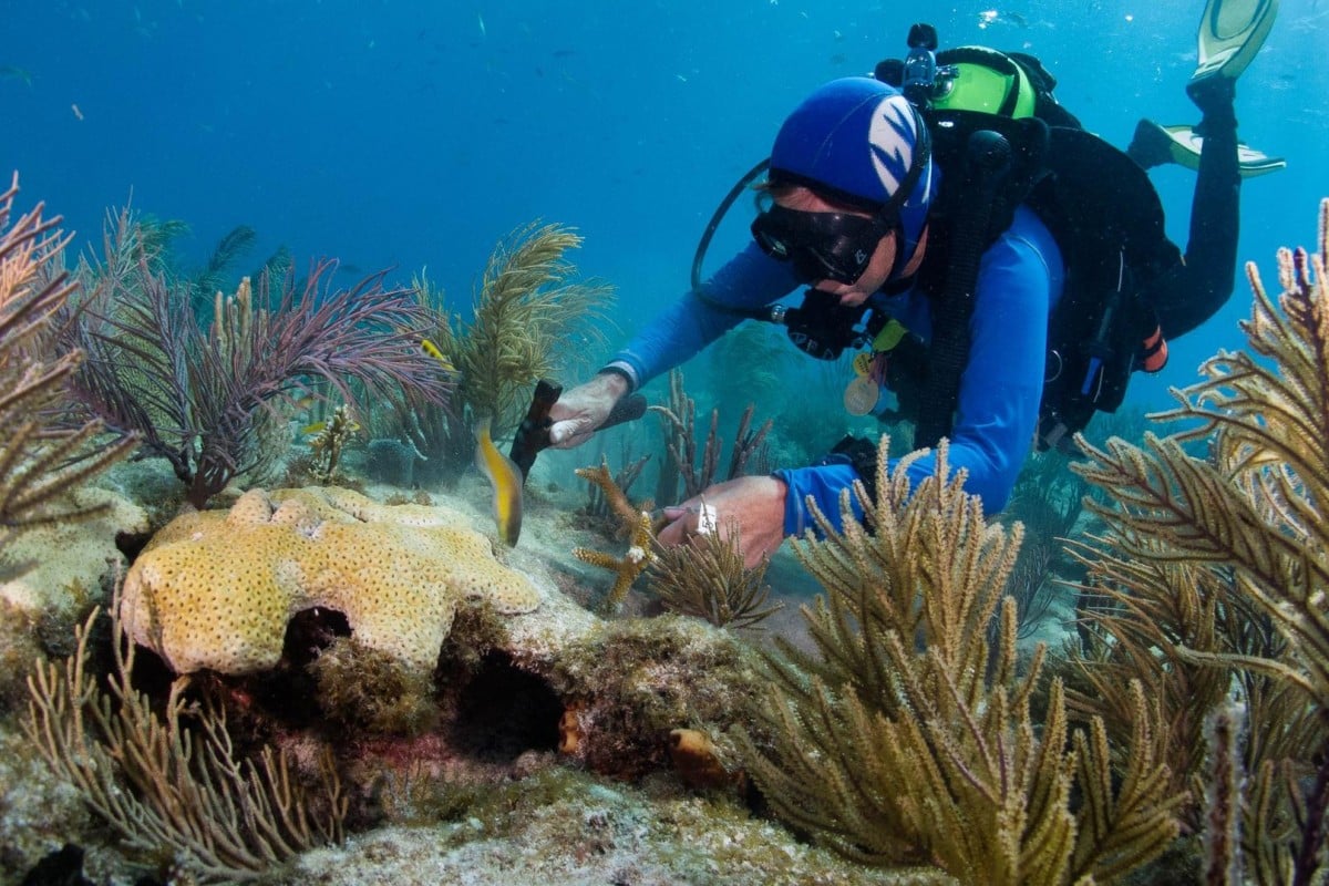 Coral gardening beckons ecotourists to restore reefs | South China ...