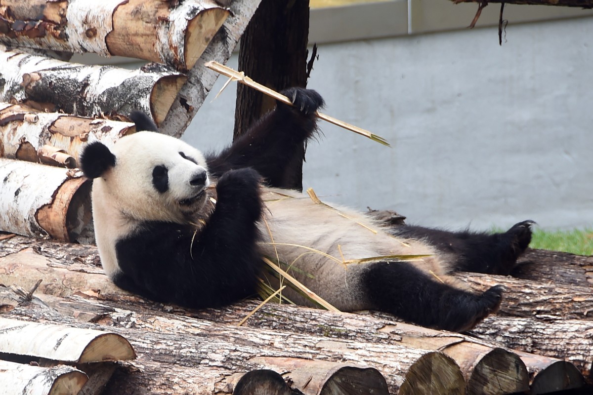 Lazy pandas are as sluggish as sloths and have underactive thyroids ...