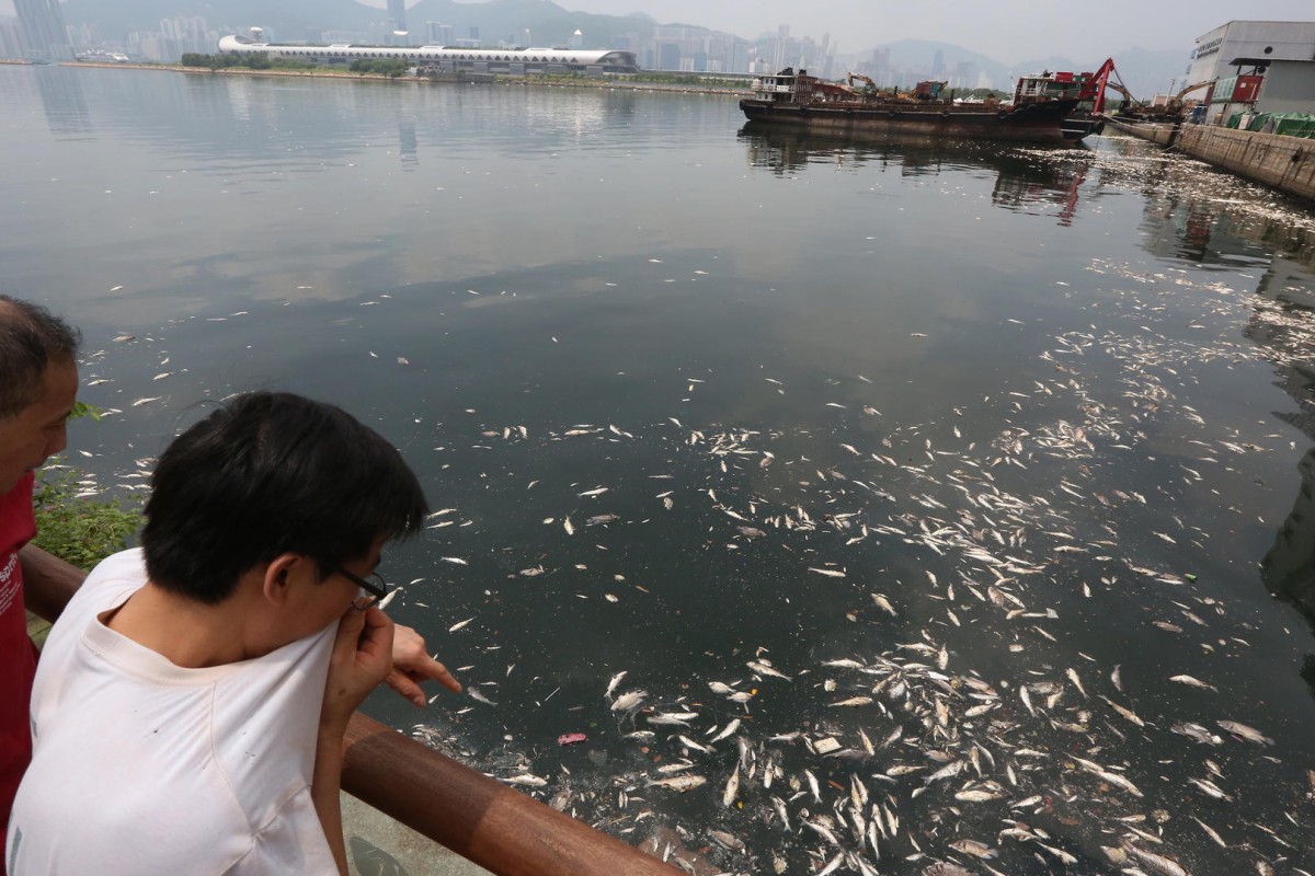 Experts speculate on cause of massive fish deaths off Kwun Tong | South ...