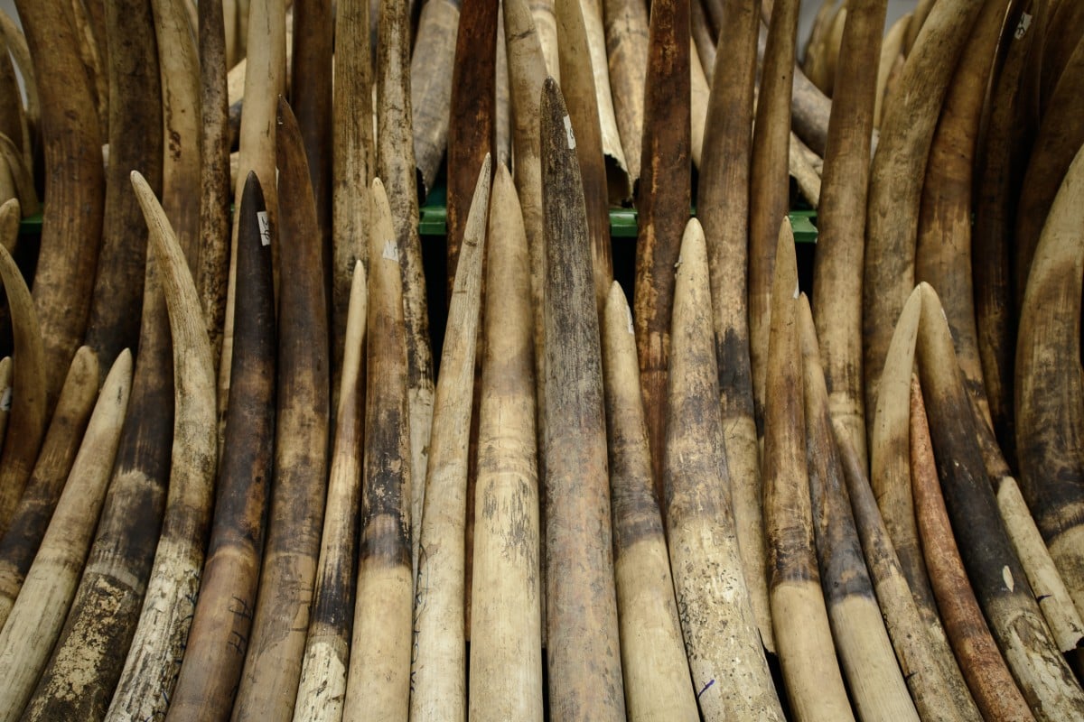 WWF set to back end to sale of ivory in Hong Kong | South China Morning ...