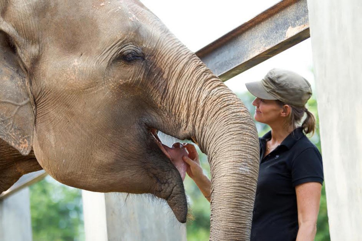 Elephants nursed back to health in Cambodia's 'zoo of horrors' could ...