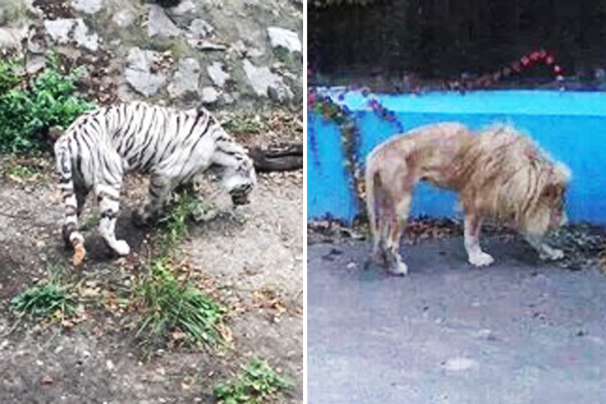 Gaunt lion and tiger at Beijing Zoo not neglected, just inbred, says ...