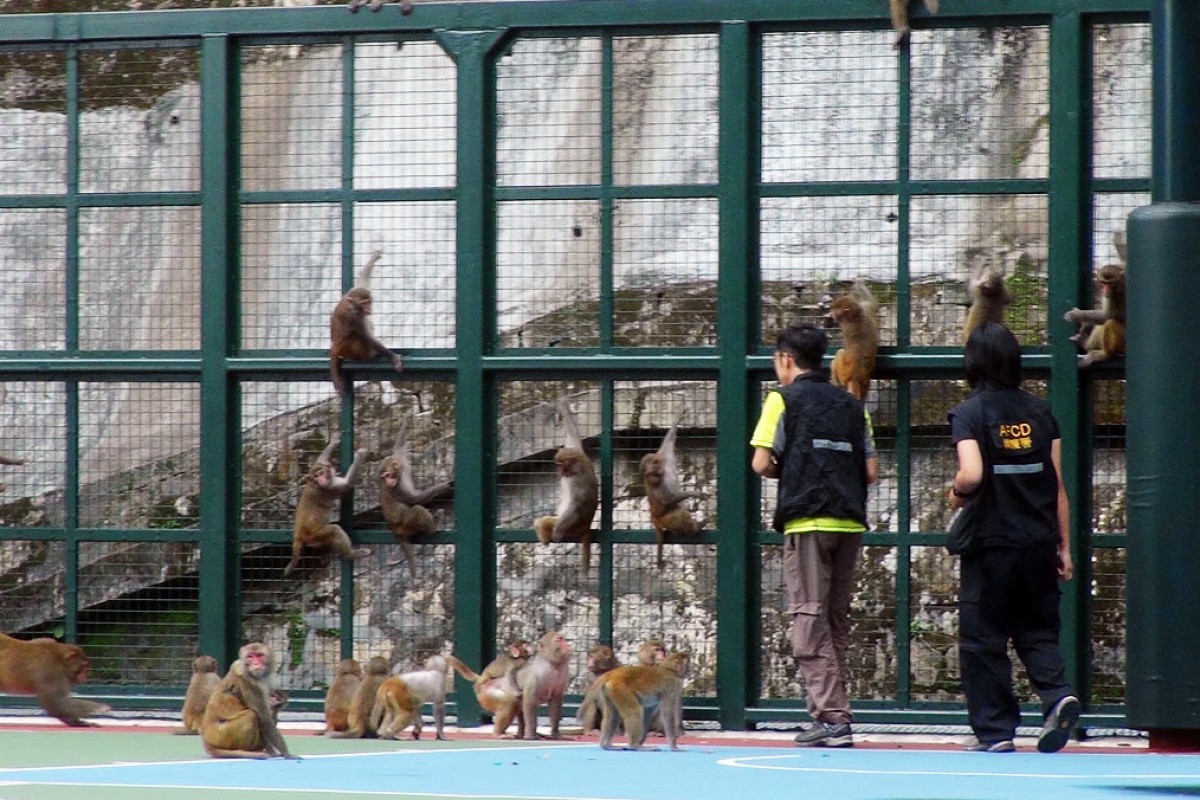 Monkey business: primates invade Hong Kong basketball court | South ...