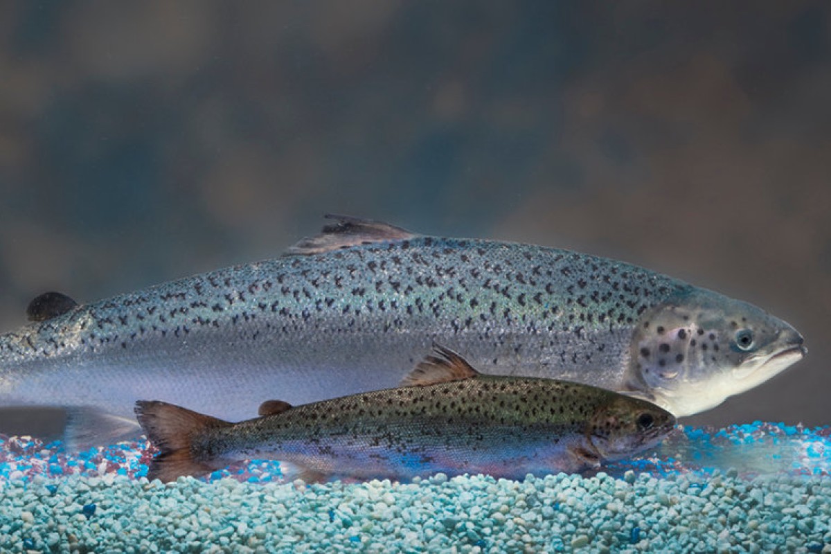 US clears genetically modified salmon for human consumption, in world’s ...