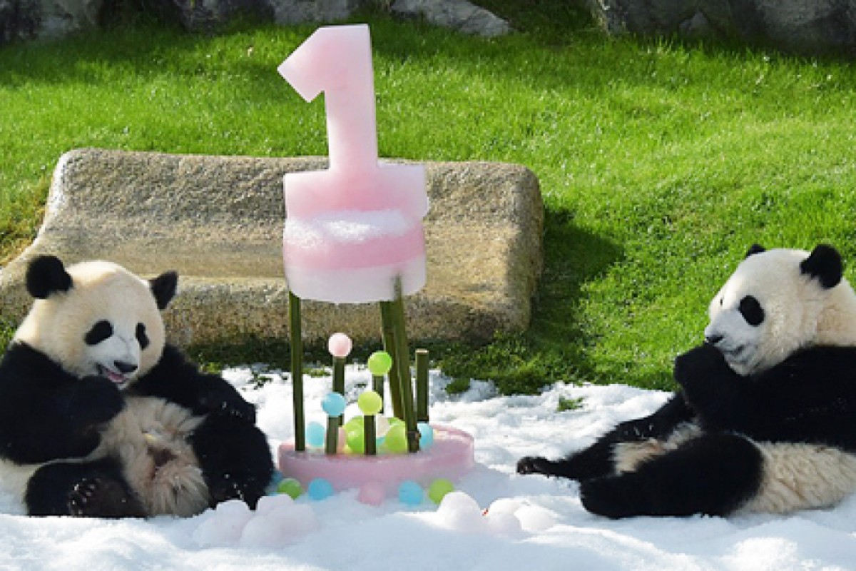 Japan’s twin pandas Ohin and Tohin turn one, eat ice cakes | South ...