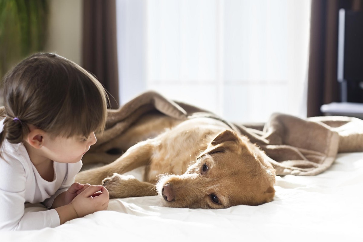 The three most common emergencies your pets face | South China Morning Post