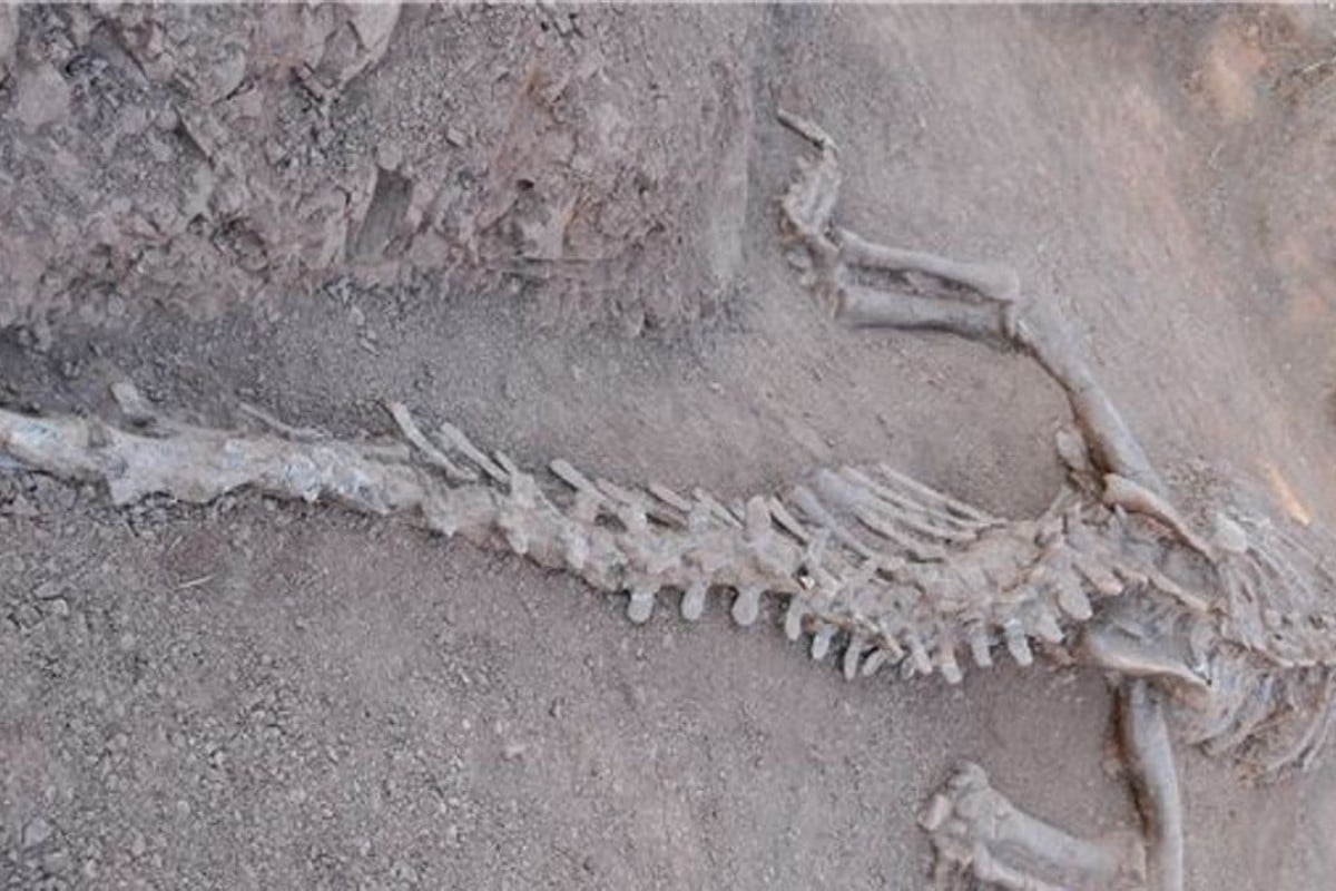 Really old lizards: 180 million year old dinosaur fossils dug up in ...