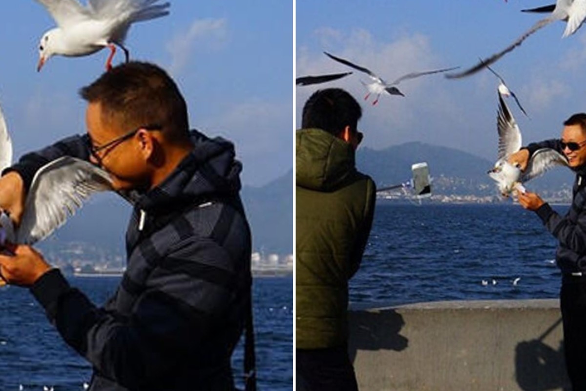 Not again!: Another Chinese tourist creates a flap by grabbing seagull ...