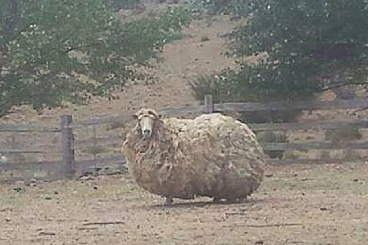 Sheila the runaway sheep could rival Tasmanian record with its 30kg ...