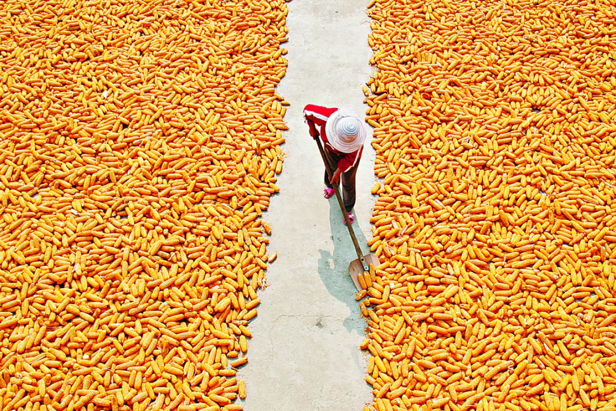 China mulls new pricing system to clear massive stockpile of corn ...