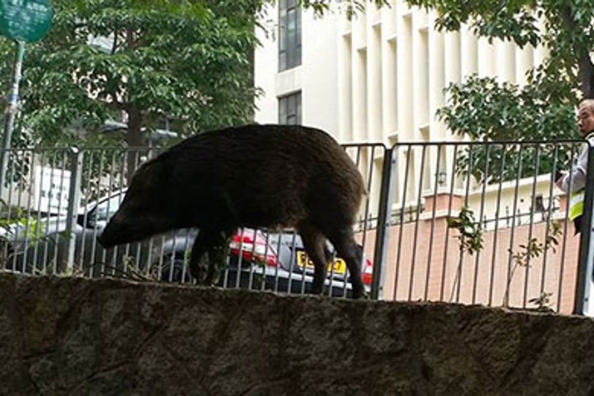 Another wild boar spotted roaming Hong Kong – the third sighting in as ...