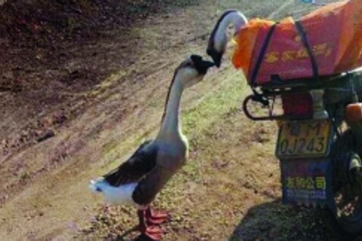A ‘kiss’ goodbye: geese become Chinese internet sensation after picture ...