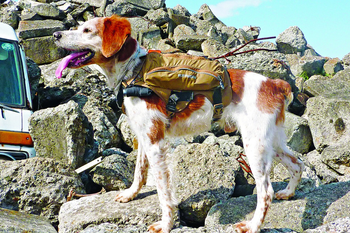 Robo-dog to the rescue! Canines strapped into high-tech vests to aid ...