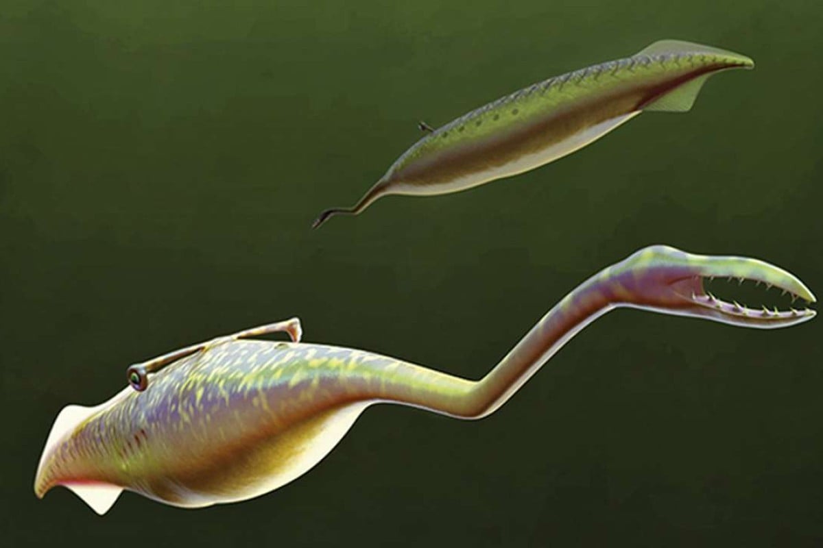The Tully Monster, one of the weirdest creatures that ever lived, has finally been identified ...