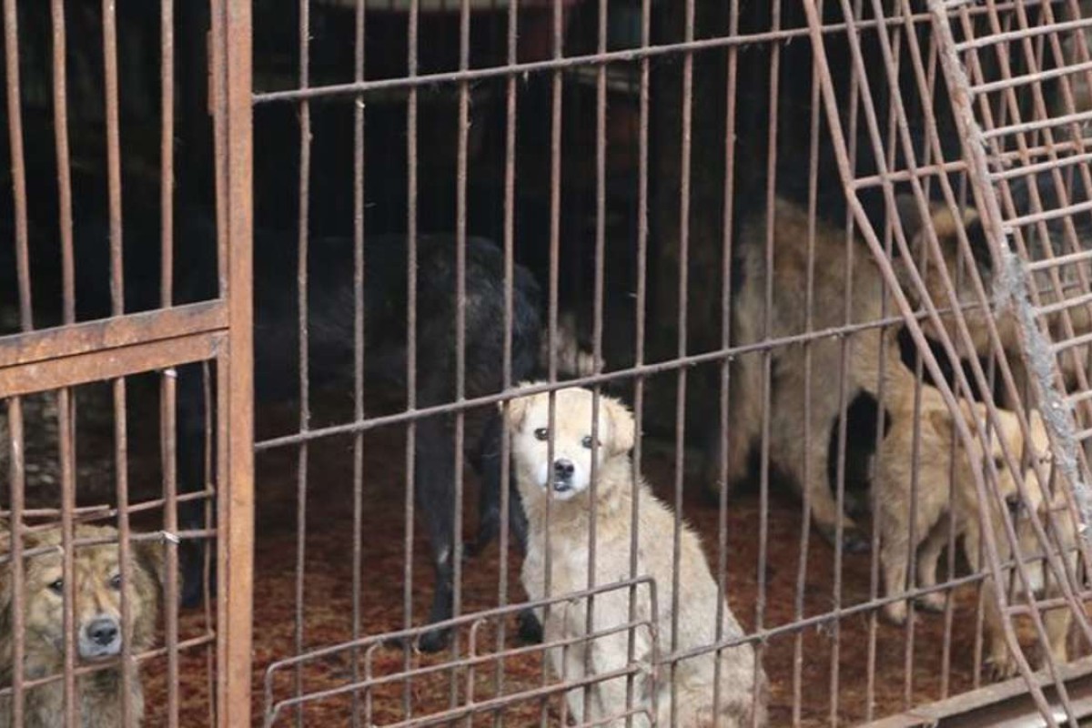 Dog meat festival blackens China’s reputation and should be scrapped ...