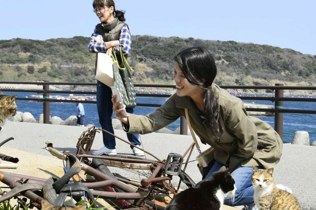 How Japan’s Cat Heaven Island became a tourism magnet, and what locals ...