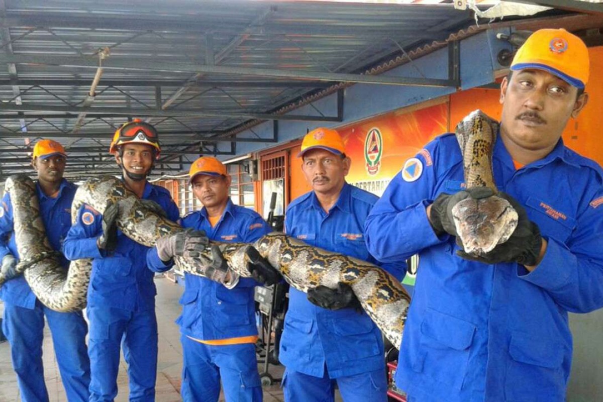 This quarter-tonne python found on a Malaysian building site could be ...