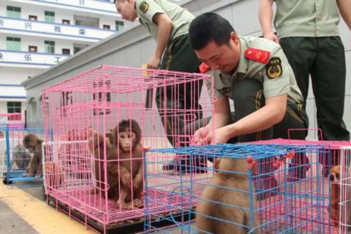 Monkey business: Chinese police called by scorned wife ‘find 37 ...