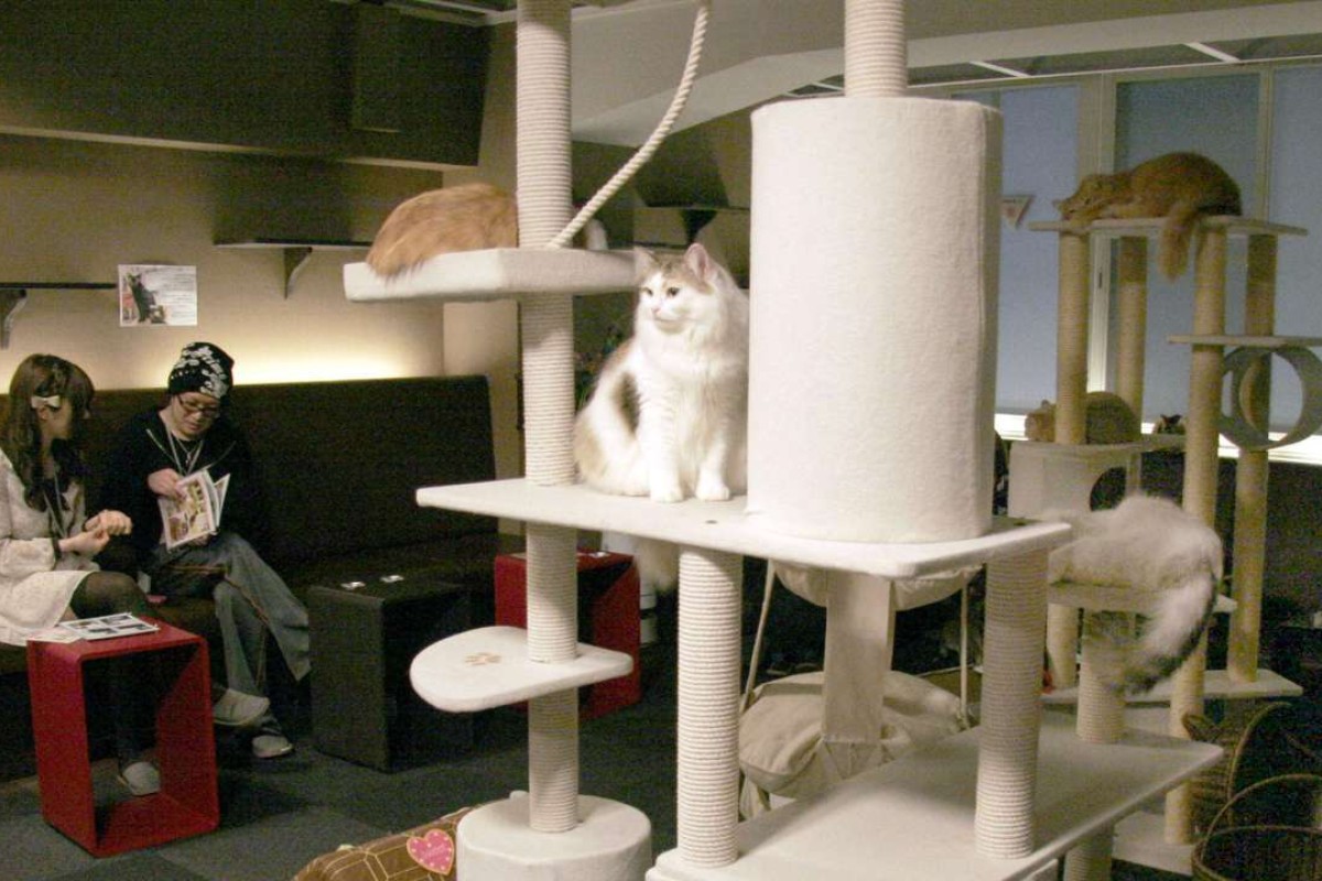 Japan’s cat cafes allowed to stay open until 10pm | South China Morning ...