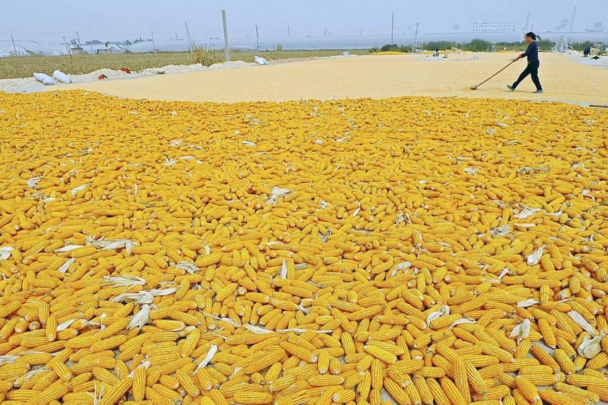 China grain surplus reaches record peak but official warns surpluses ...