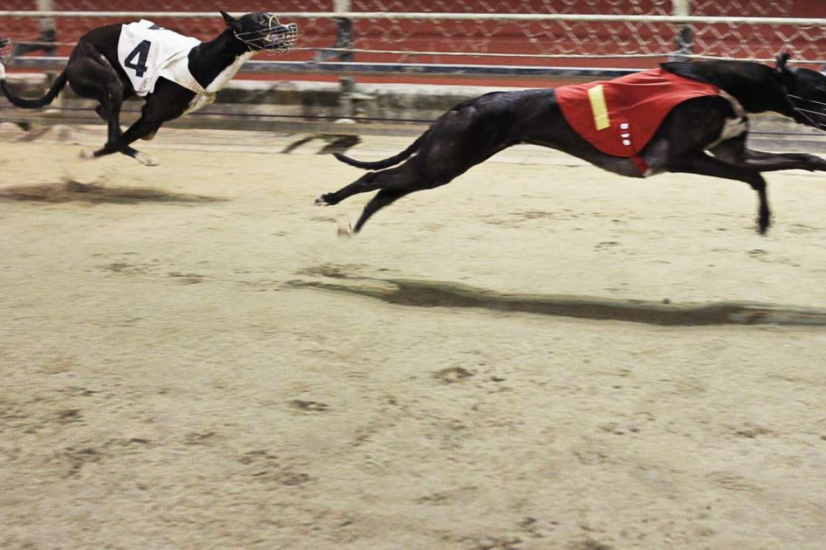Stop servicing Macau’s greyhound ‘hellhole’: global campaign to end ...