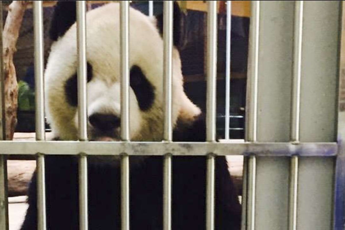 Tuan Tuan is alive! Taipei Zoo releases pictures of panda to debunk ...