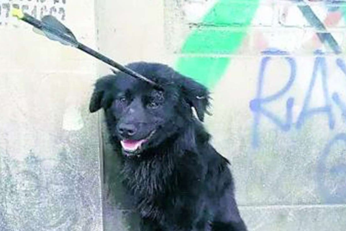 Animal lovers rescue stray dog shot with crossbow arrow in Beijing’s ...