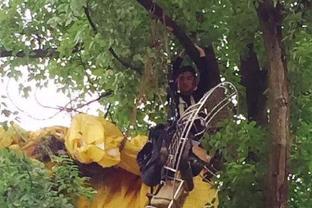 Falling in love: Chinese man gets stuck in a tree after trying to ...
