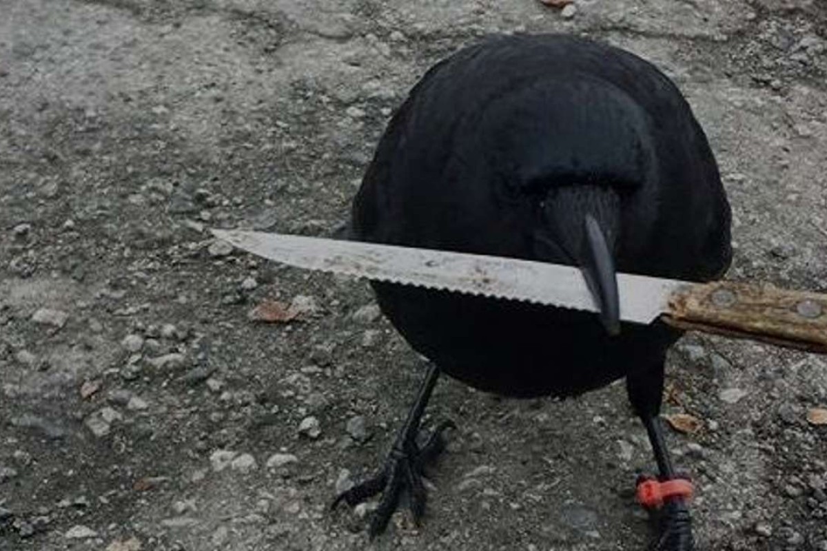 Crime scene compromised after crow steals weapon | South China Morning Post