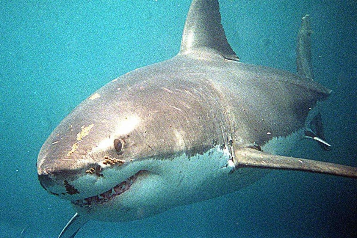 ‘Revenge killing’: Australia hunts gigantic shark blamed for killing ...