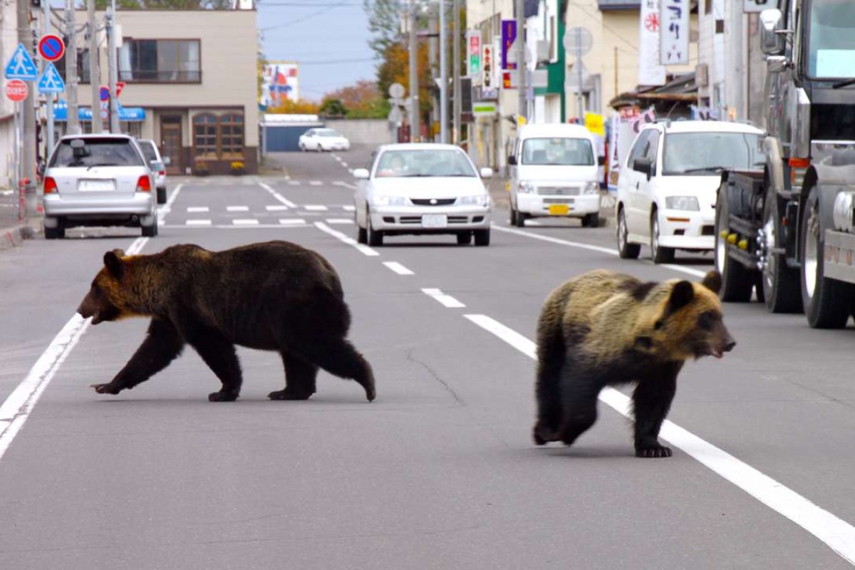 Maneater: bear attacks kill four in northern Japan forest, and same ...
