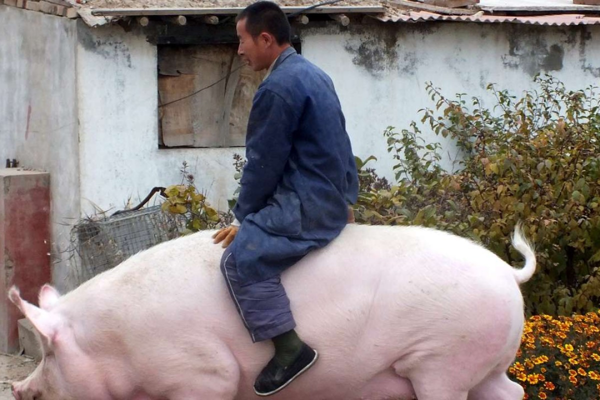 Roaring demand for pigs in China fires up rally in Chicago hog futures ...