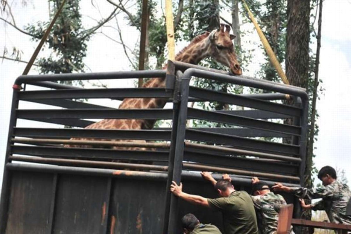 Up, up and away: giraffes taken by crane and truck to new home at ...