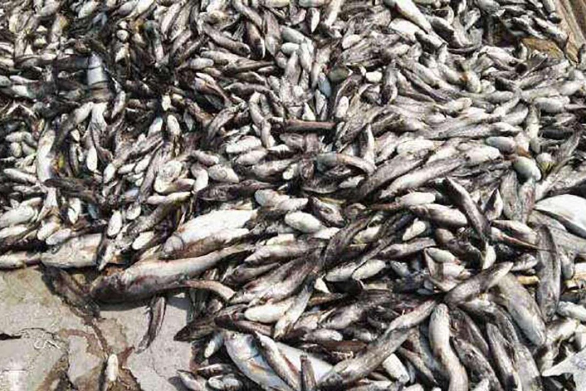 Tons of fish fry at southwestern China aquatic farm in ongoing heatwave ...