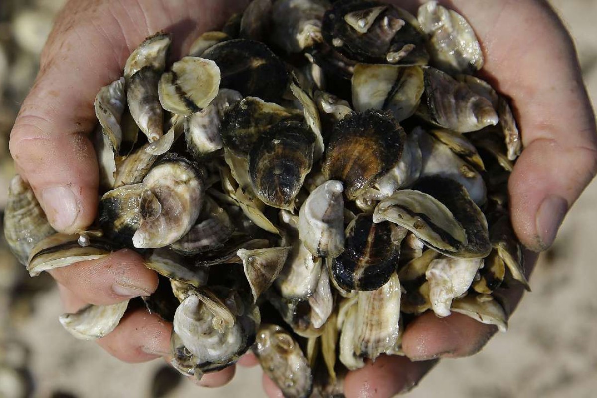 Study links global warming to rise in shellfish poisoning and ...