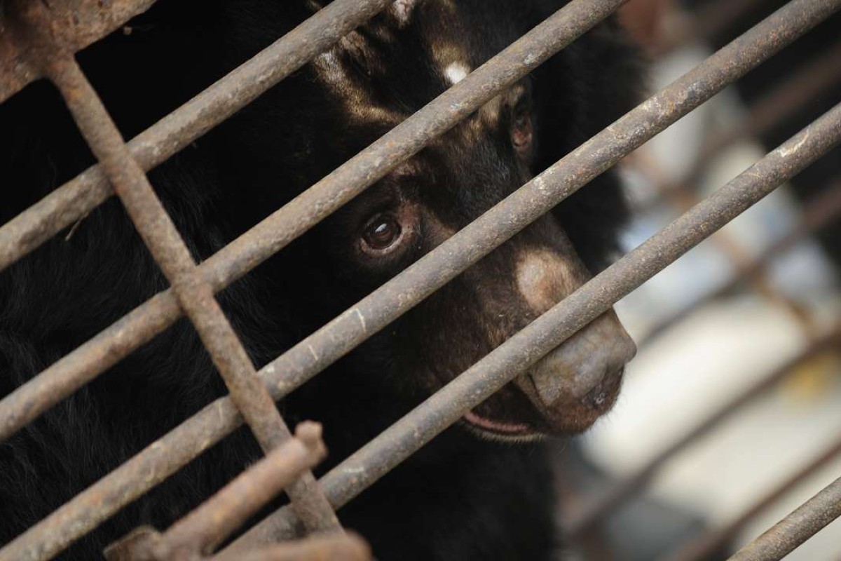 Bear climbs into car and kills Japanese safari park worker | South ...
