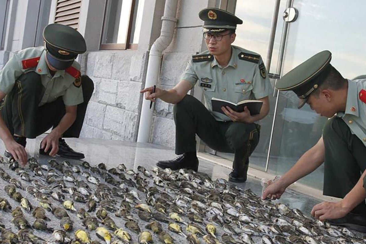 Chinese man poisons over 400 wild birds after luring them with worms ...
