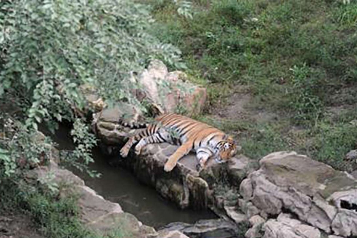 Tiger attacked and killed by other big cats at zoo in northern China ...