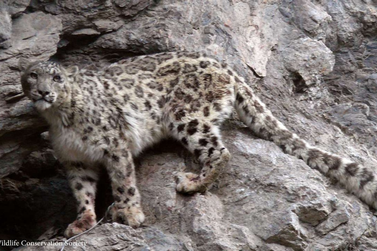Snow leopards’ return brings hope to remote Afghan region | South China ...